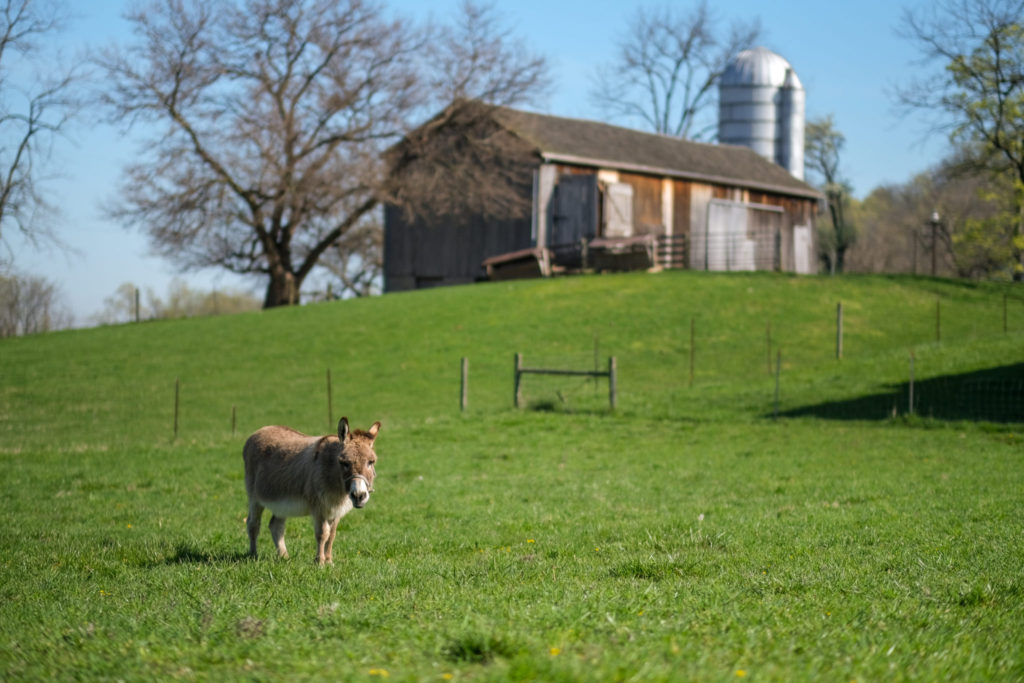 Visit the Farm – Gorman Heritage Farm